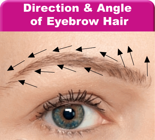 How To Draw Curved Eyebrows EyebrowShaper