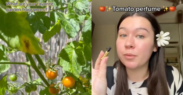 Tomato is the latest scent that’s taking over the world of fragrance ...